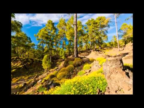 Allah'ın sözü / Quran