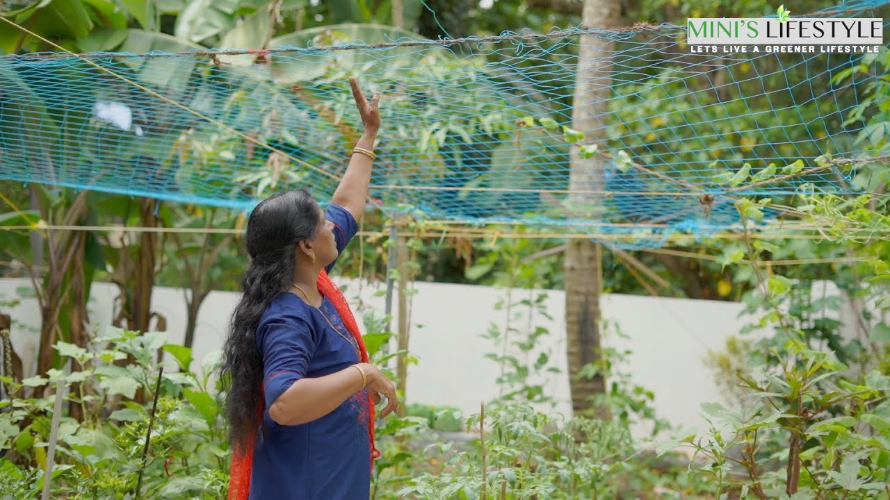 കുറഞ്ഞ ചെലവിൽ പന്തൽ ഒരുക്കാം | Panthal making for farming - YouTube