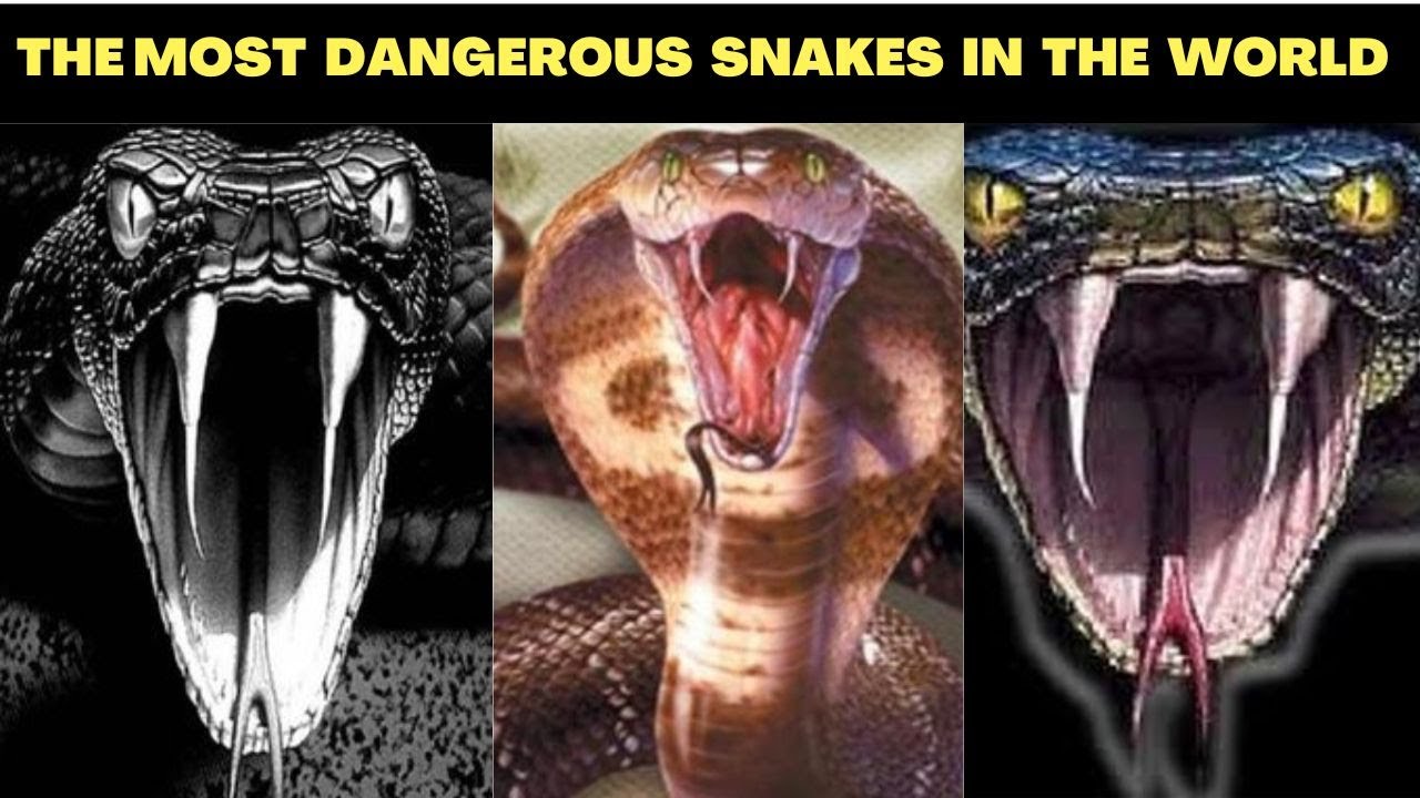 THE 10 MOST FEARED SNAKES IN THE WORLD - WILD WORLD - YouTube
