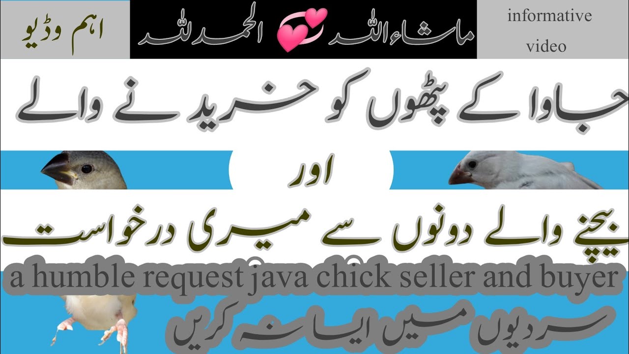 java birds, a humble request java birds buyer and seller, - YouTube