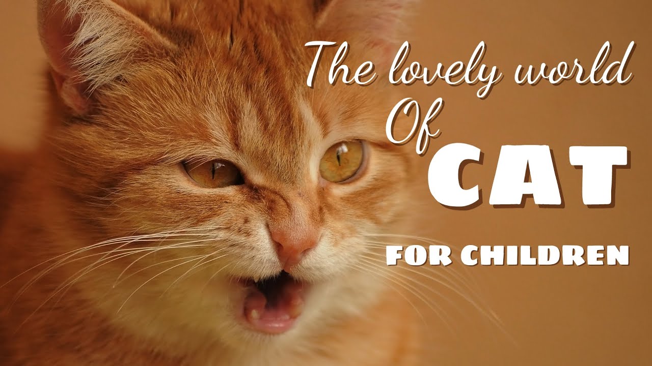 Exploring the Lovely World of Cats - FOR CHILDREN | Animal | Cat - YouTube