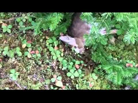 Rabbit Hunting In Newfoundland - YouTube
