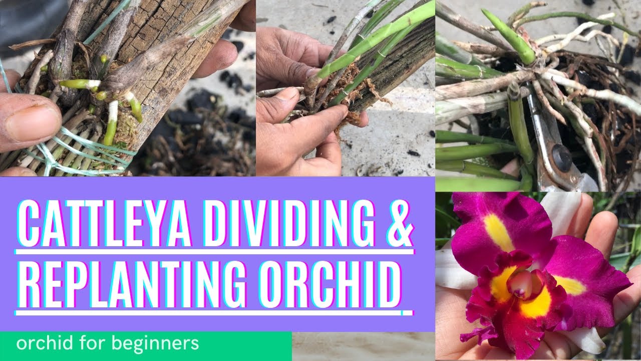 Cattleya orchid dividing and mounting | orchid for beginners | # ...
