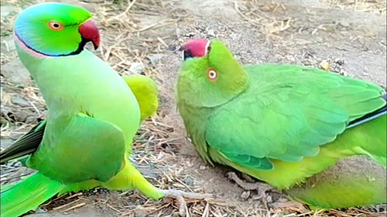 Parrot Jora So Beautiful 😍 - YouTube