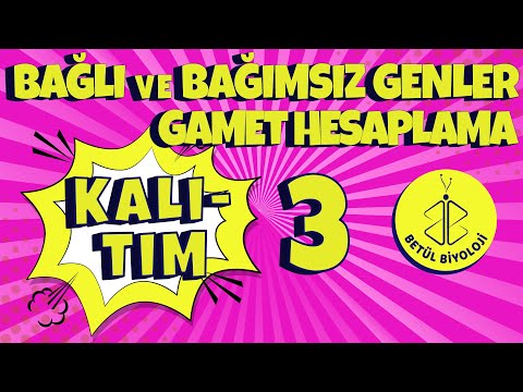 Kalıtım #3 | Bağlı ve Bağımsız Genler | Gamet Hesaplama | 10. Sınıf Biyoloji Konu Anlatımı | TYT