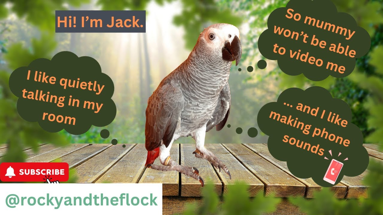 My Talking Parrot Jack Rather Quickly Learns Making Sounds Than Talking ...