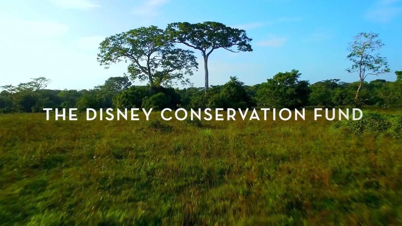 The Disney Conservation Fund - Education Learning Science Travel - YouTube