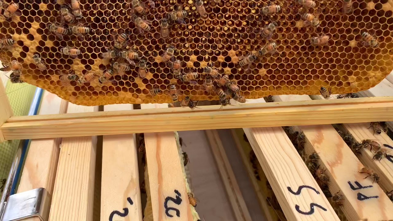 What happened to the queen cells?? - Bonus video - YouTube