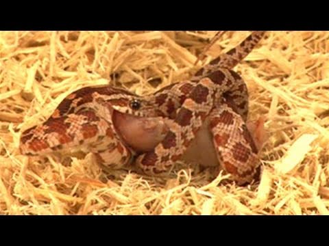 How To Look After Baby Corn Snakes - YouTube
