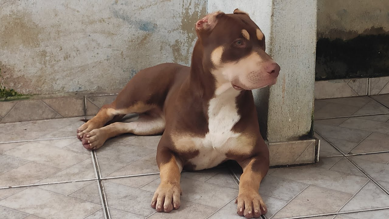 Planejamento 2020 Pit monster tricolor faça sua Reserva no Consórcio ...