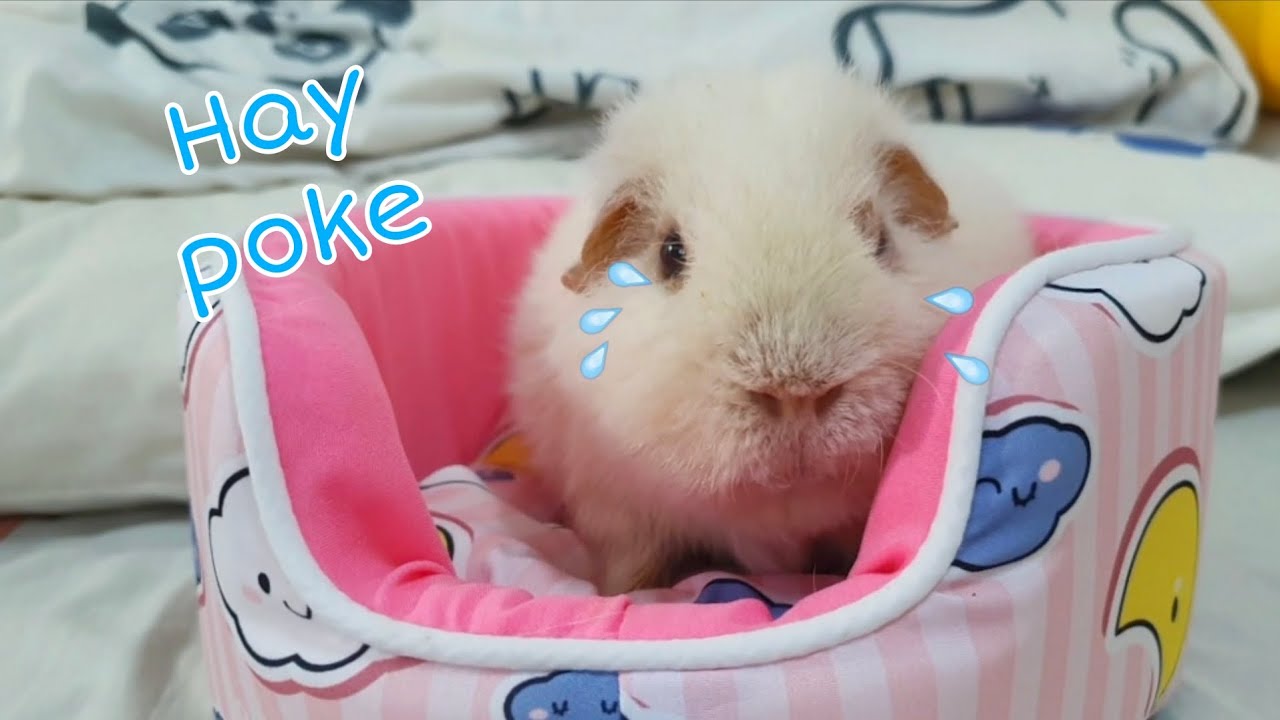 Hay poke in Poppi's eye - hughug a guinea pig - YouTube