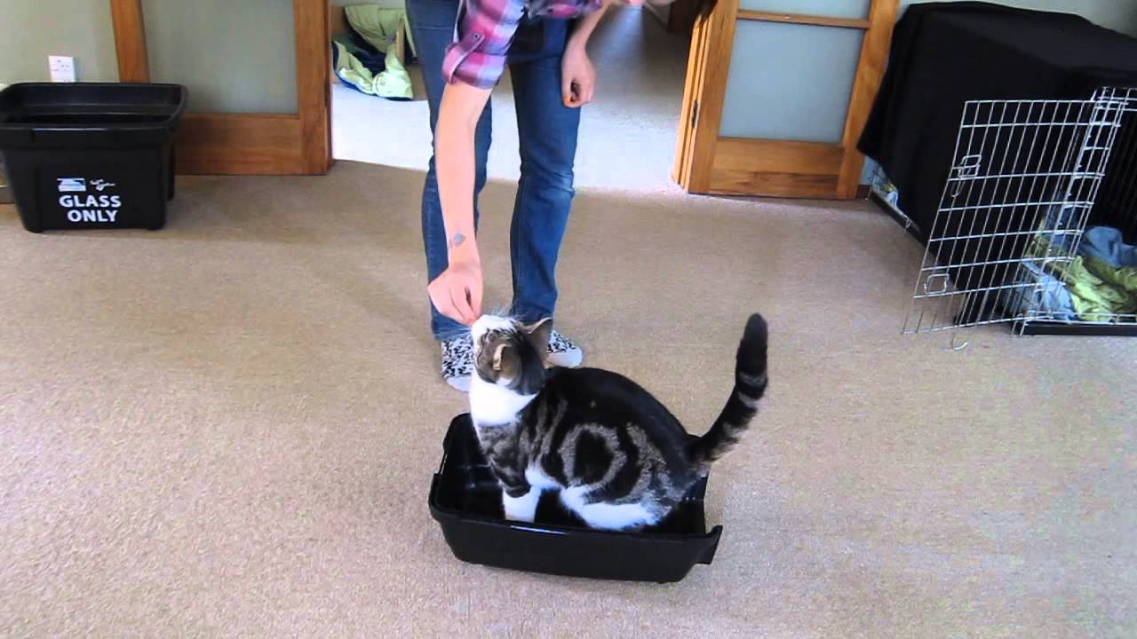 Teaching How to Send to a Mat - YouTube