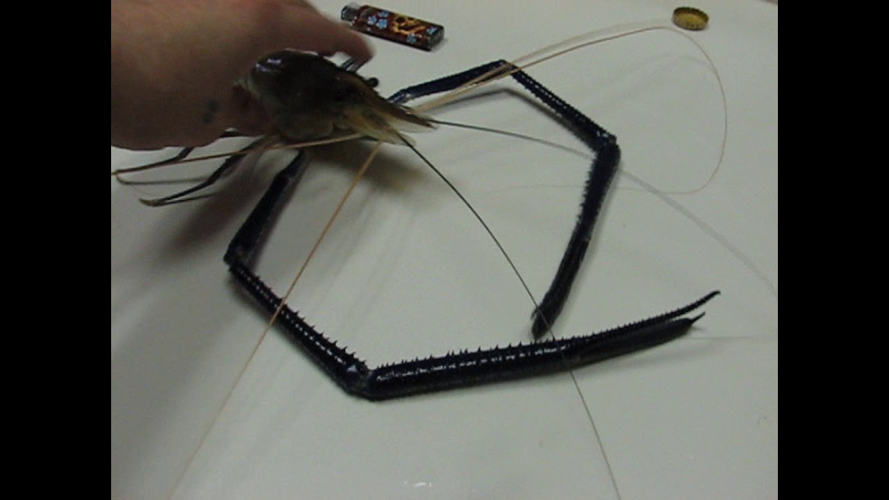 Prawn on land - YouTube