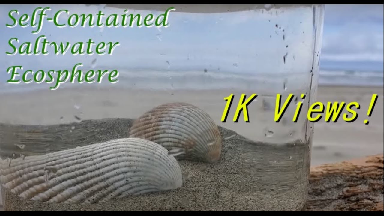 Self-Contained Saltwater Ecosphere - YouTube