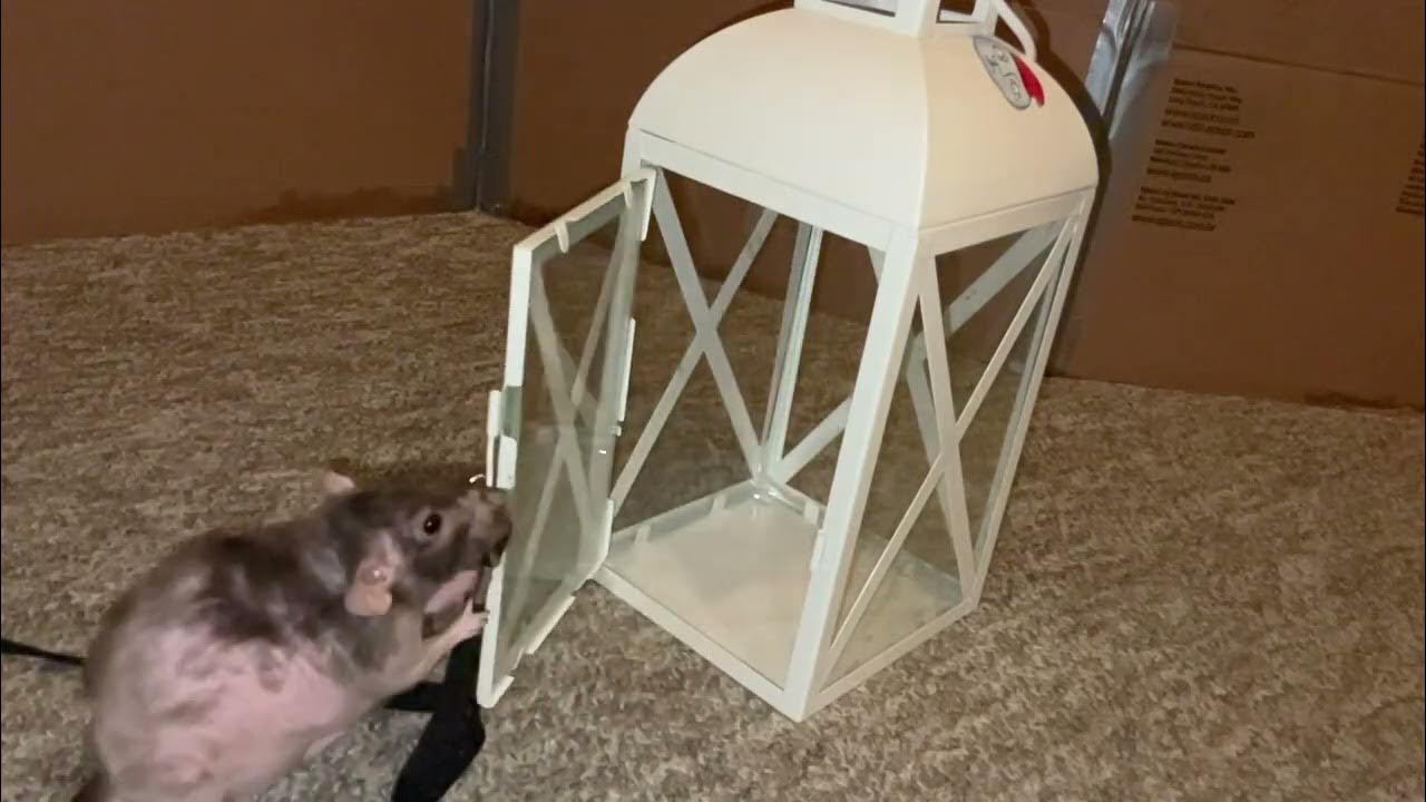 My smart pet rat Donut learning to enter and close a lantern! - YouTube