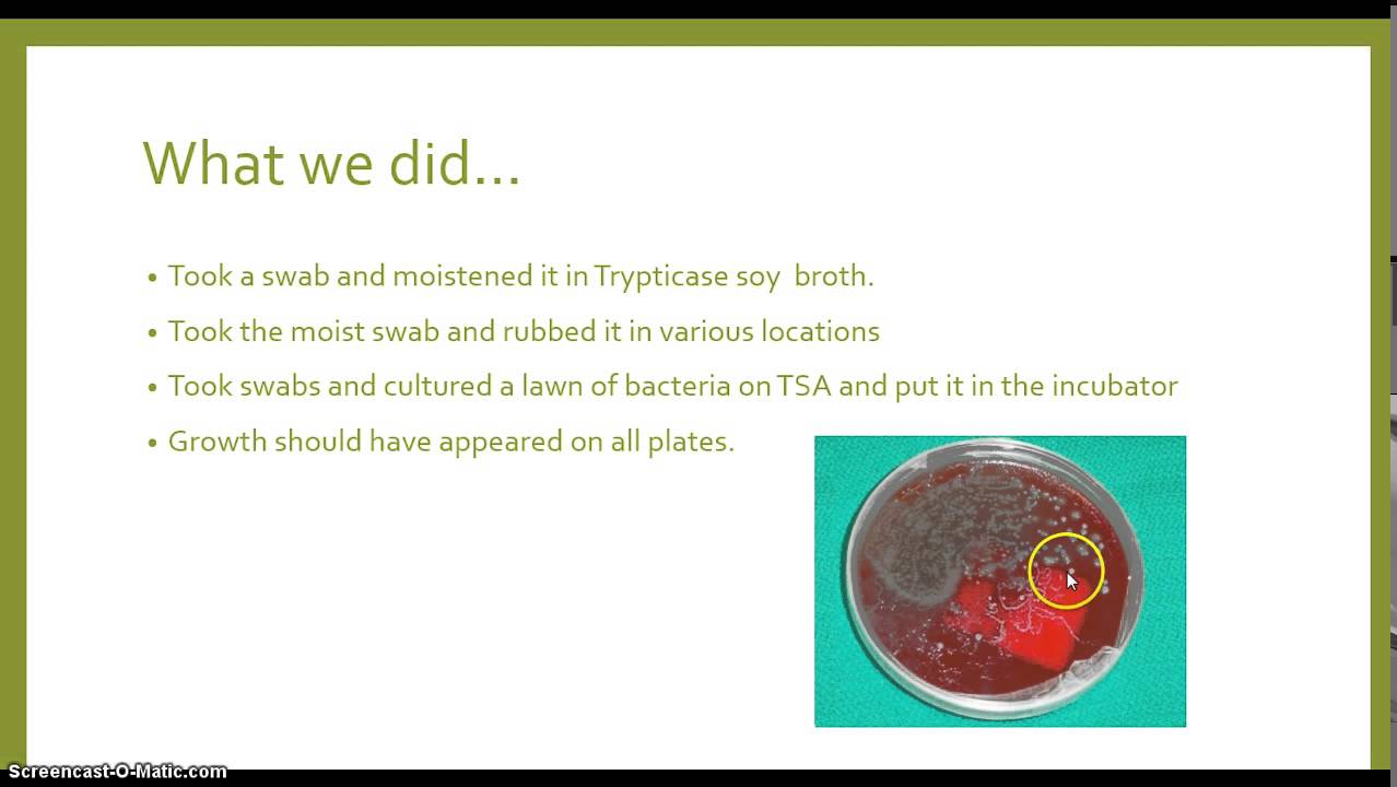 LSU Biol 2051 - Microbiology Lab - Culturing Microorganisms from the ...