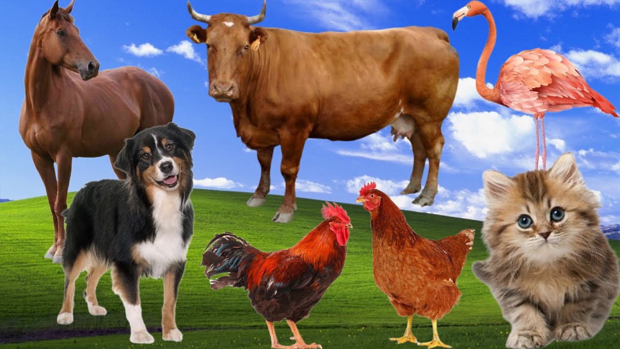 Funny farm animals sounds: Cat, Dog, Elephant, Horse, Elk, Capybara ...