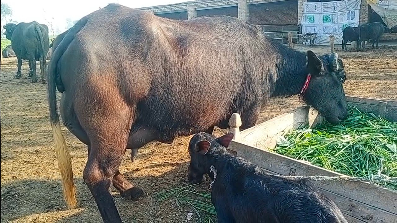 Watch pure neeli buffalo for sale on arifwala 03006537323 -03-01-2025 ...