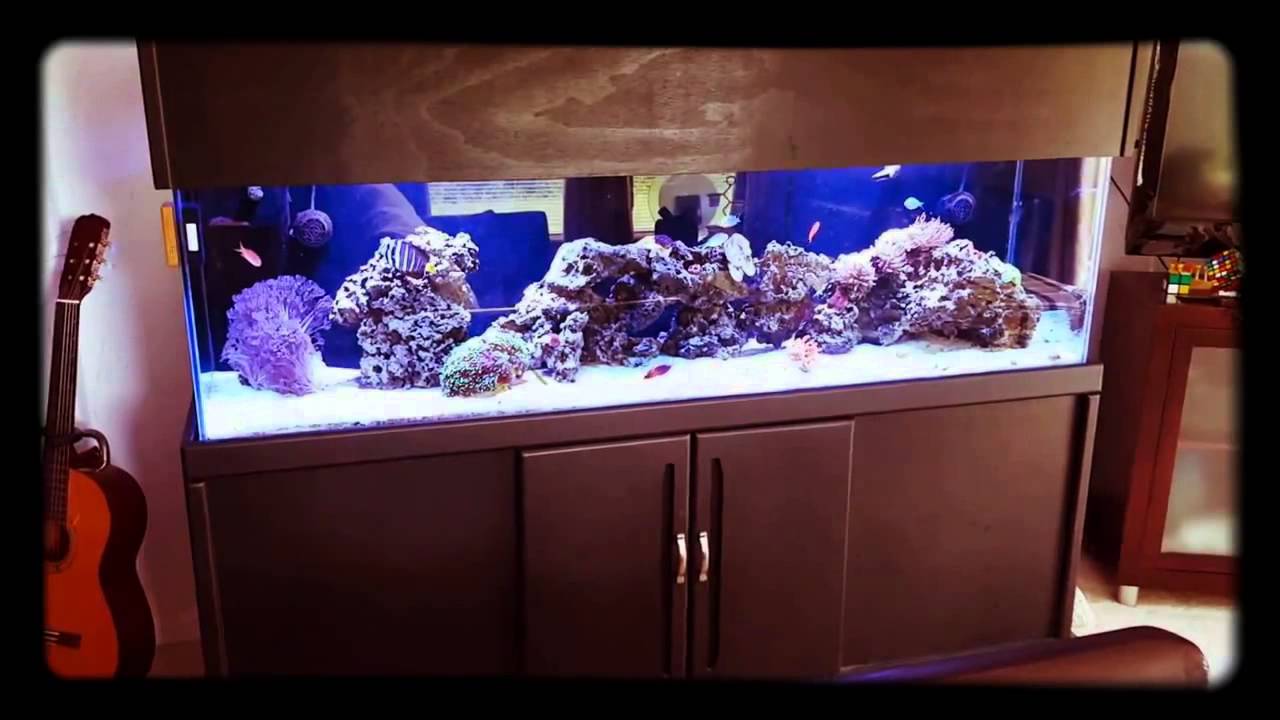 120 gallon mixed Reef tank highlights - YouTube