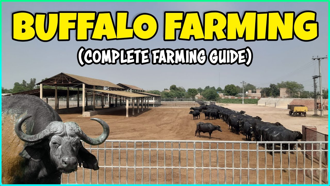 Buffalo Farming Guide: Tips for Successful Commercial Dairy and Meat ...