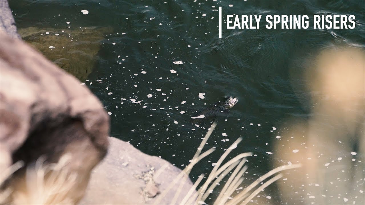 Early Spring Risers - YouTube