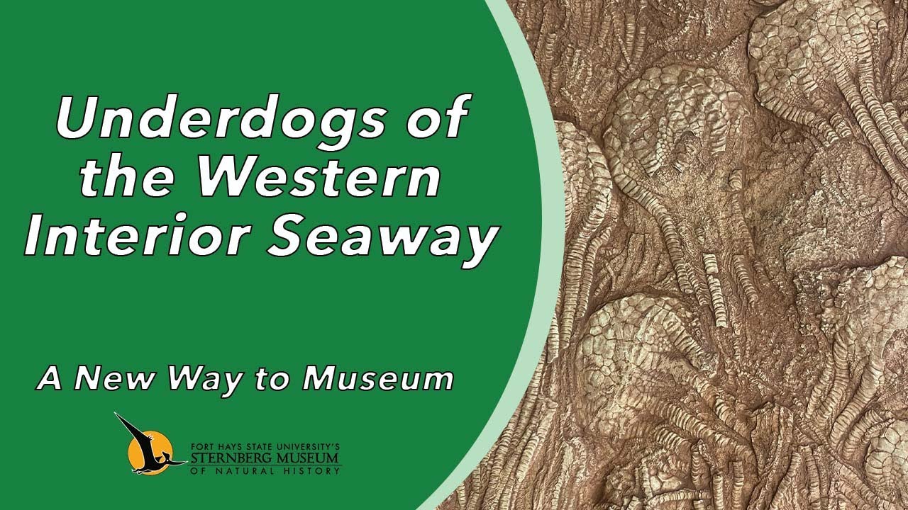 Underdogs of the Western Interior Seaway | A New Way to Museum - YouTube