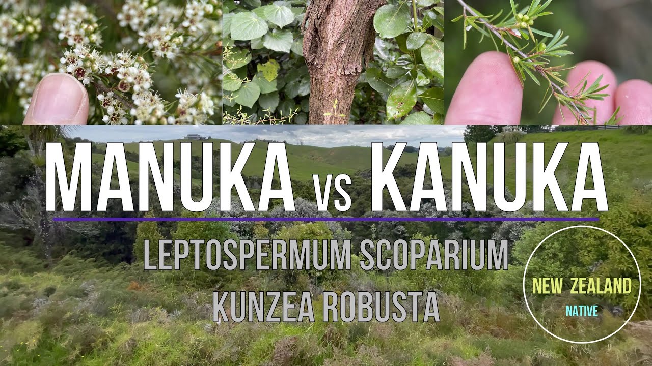Manuka vs Kanuka - How to tell the difference Leptospermum scoparium and Kunzea robusta - YouTube