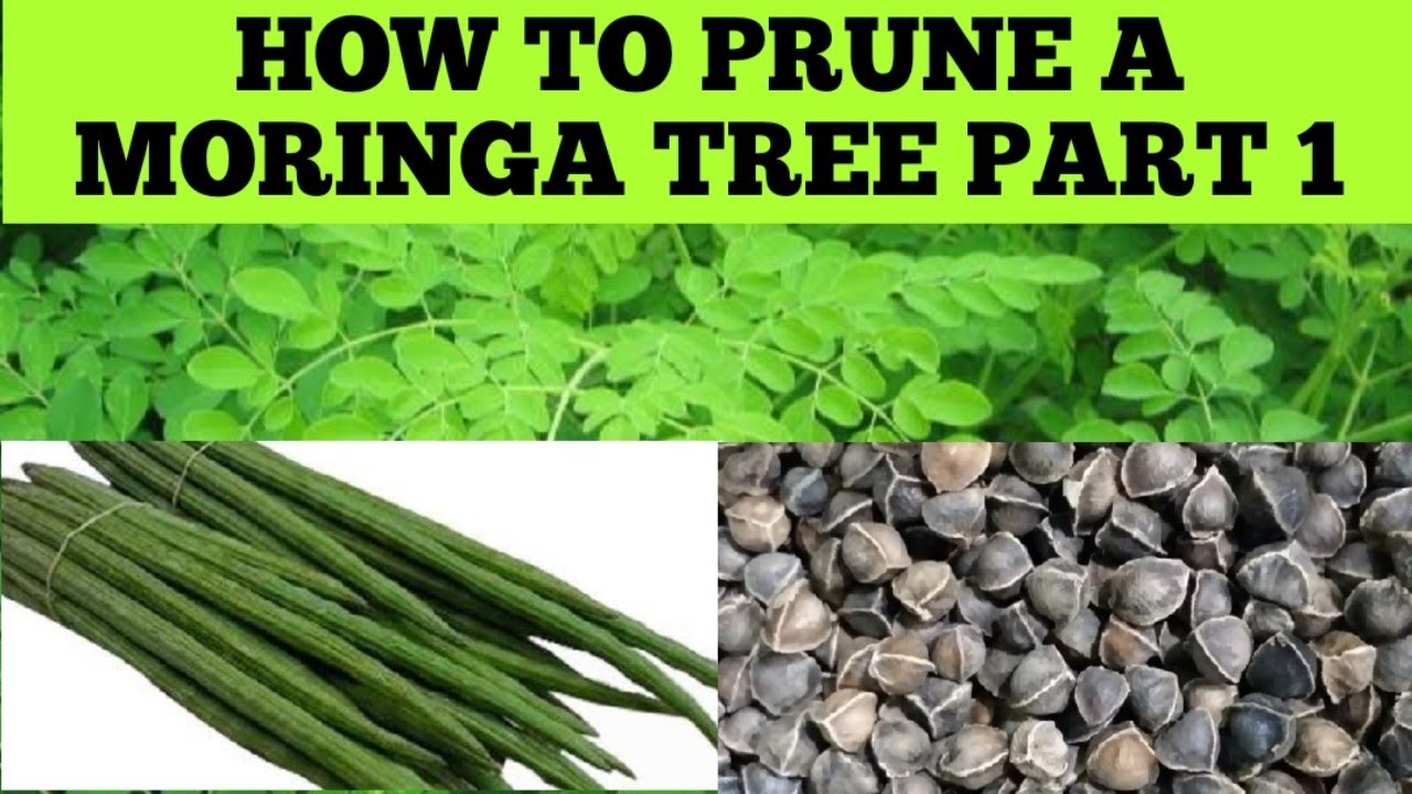 How To Prune A Moringa Tree - PART 1 | मोरिंगा का पेड़ कैसे प्रून करें ...