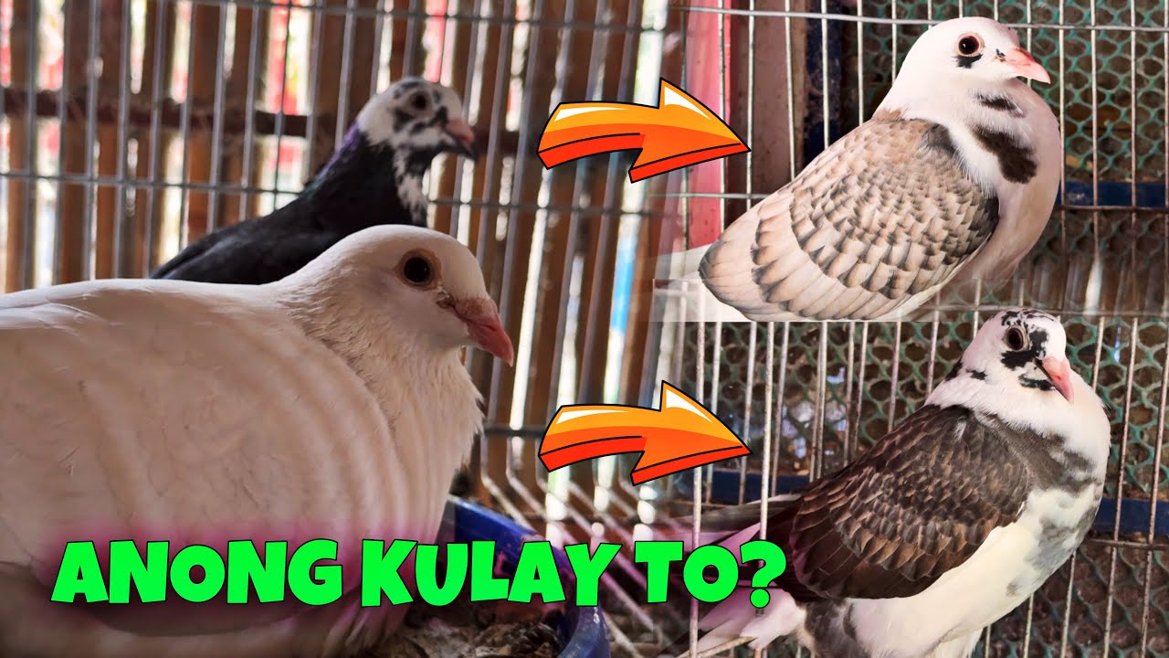 KAKAIBANG KALAPATI NABREED KO 😱 - YouTube