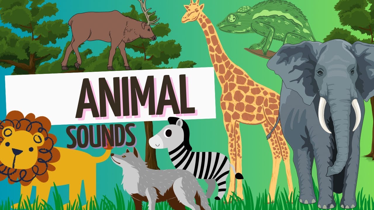 Animals and Their Sounds : Elephant, Wolf, Zebra, Lion, Chameleon ...