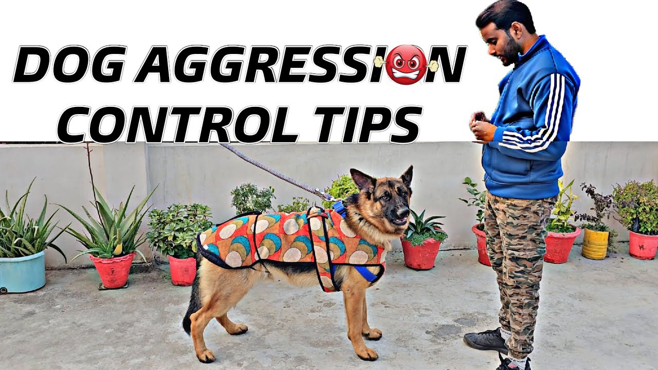 Dog Aggression Control Tips & Tricks (Dog Training Session 1) - YouTube