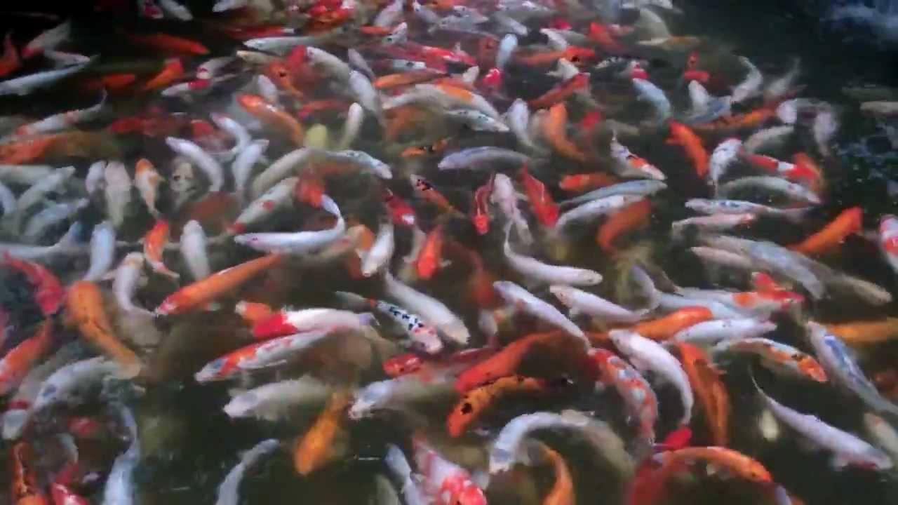 Feeding Huge Koi: Part 2 - YouTube