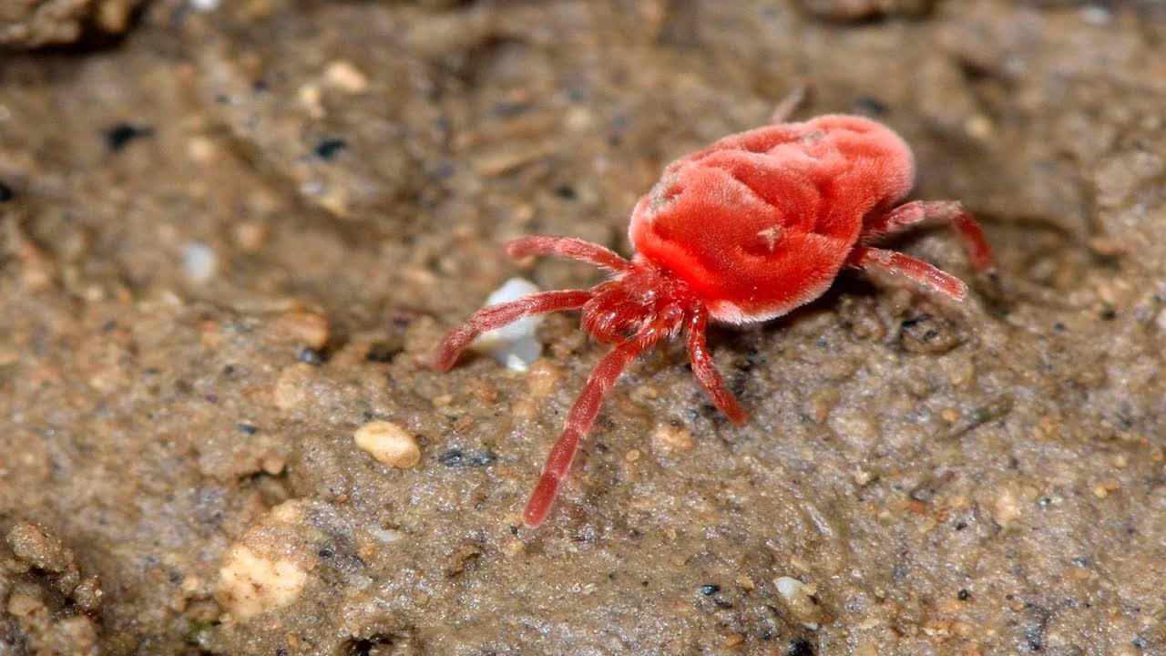 How do I get rid of tiny red spiders in the UK? - YouTube