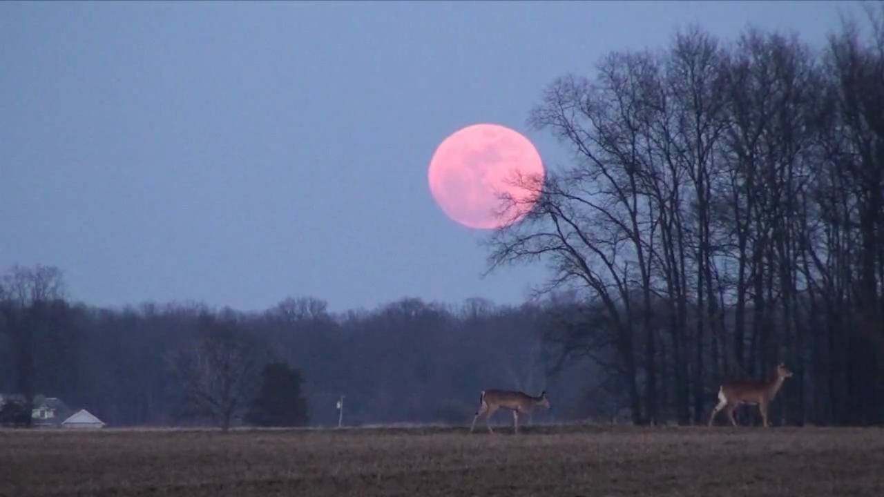 Whitetail deer and a full Moon - YouTube