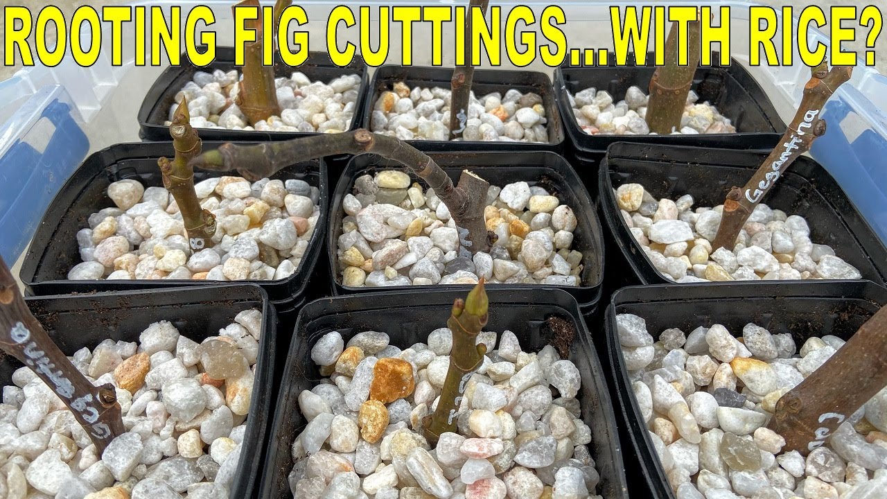 Rooting Fig Cuttings In Tree Pots With Rice And Pea Gravel - YouTube