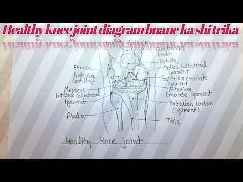 How to draw/Healthy knee joint diagram very easy way step by step ...