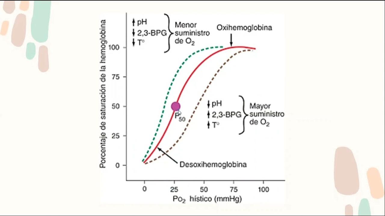 Curva de disociación oxígeno-hemoglobina | Hematología - YouTube