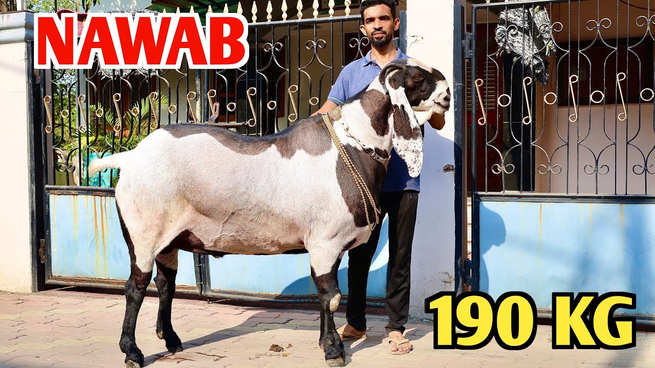 190 KG India’s Heavyweight Punjabi Goat At Tai Goat Farm Surat - YouTube