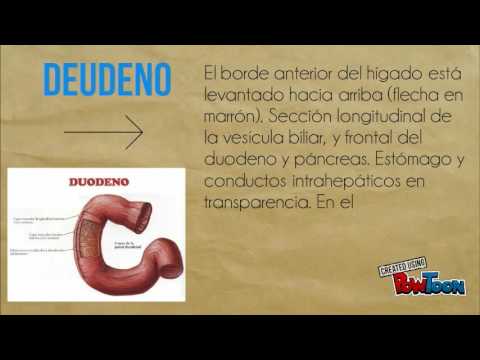 Tracto Gastrointestinal inferior - YouTube