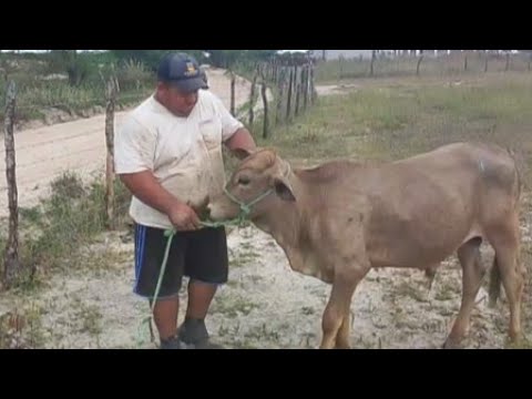 #NALDO FOI ENTREGAR O GARROTE E A VACA QUE VENDEU CERCA DE CAIBROS Q @ - YouTube