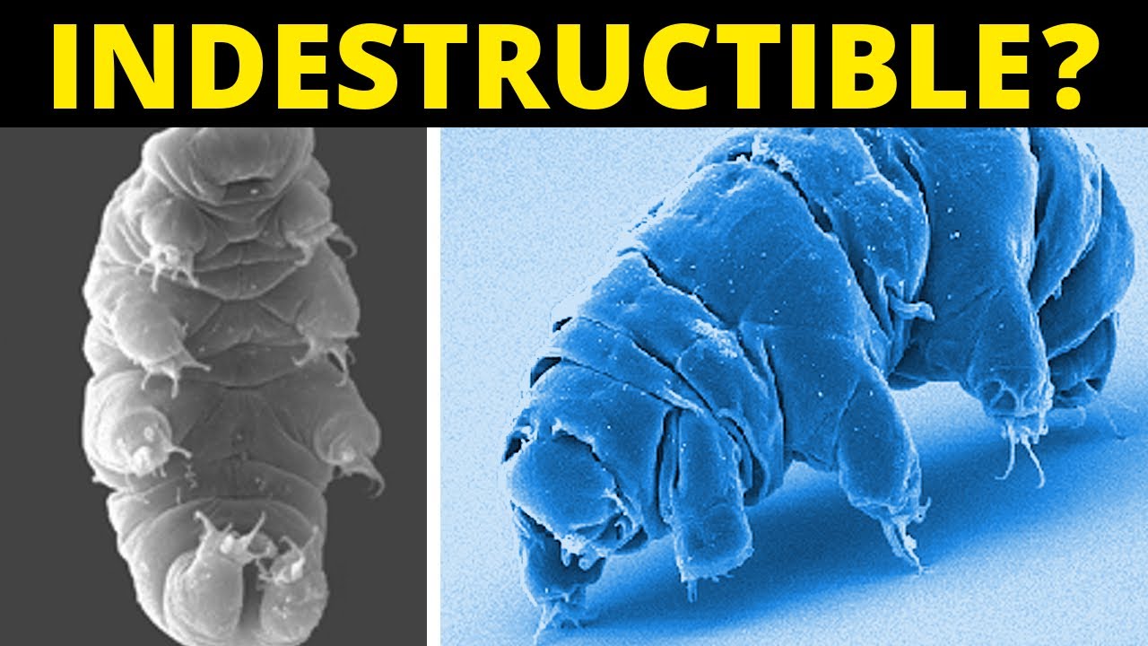 This Creature Is Virtually Indestructible! - YouTube