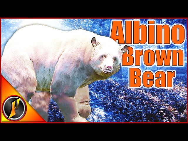 Bear Dubh Albino
