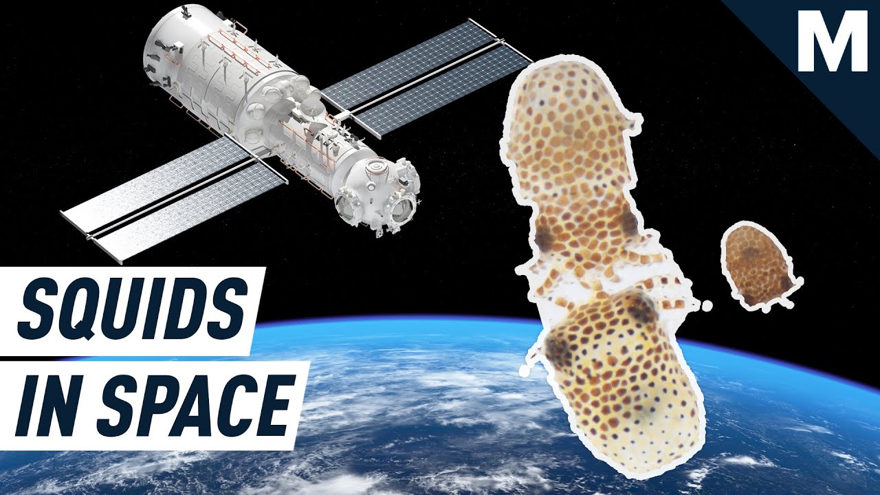 NASA is Sending Squids To Space! | Mashable - YouTube