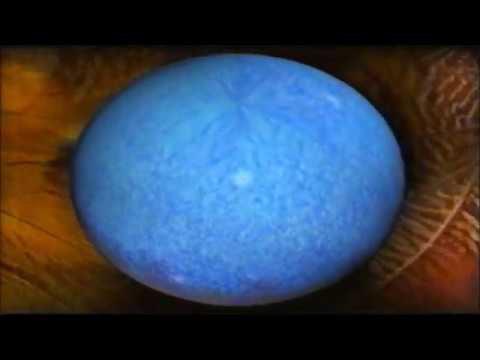 [REUPLOADED, OLD] Wildlife Explorer Video 1 - Powerful Predators (Full UK VHS)