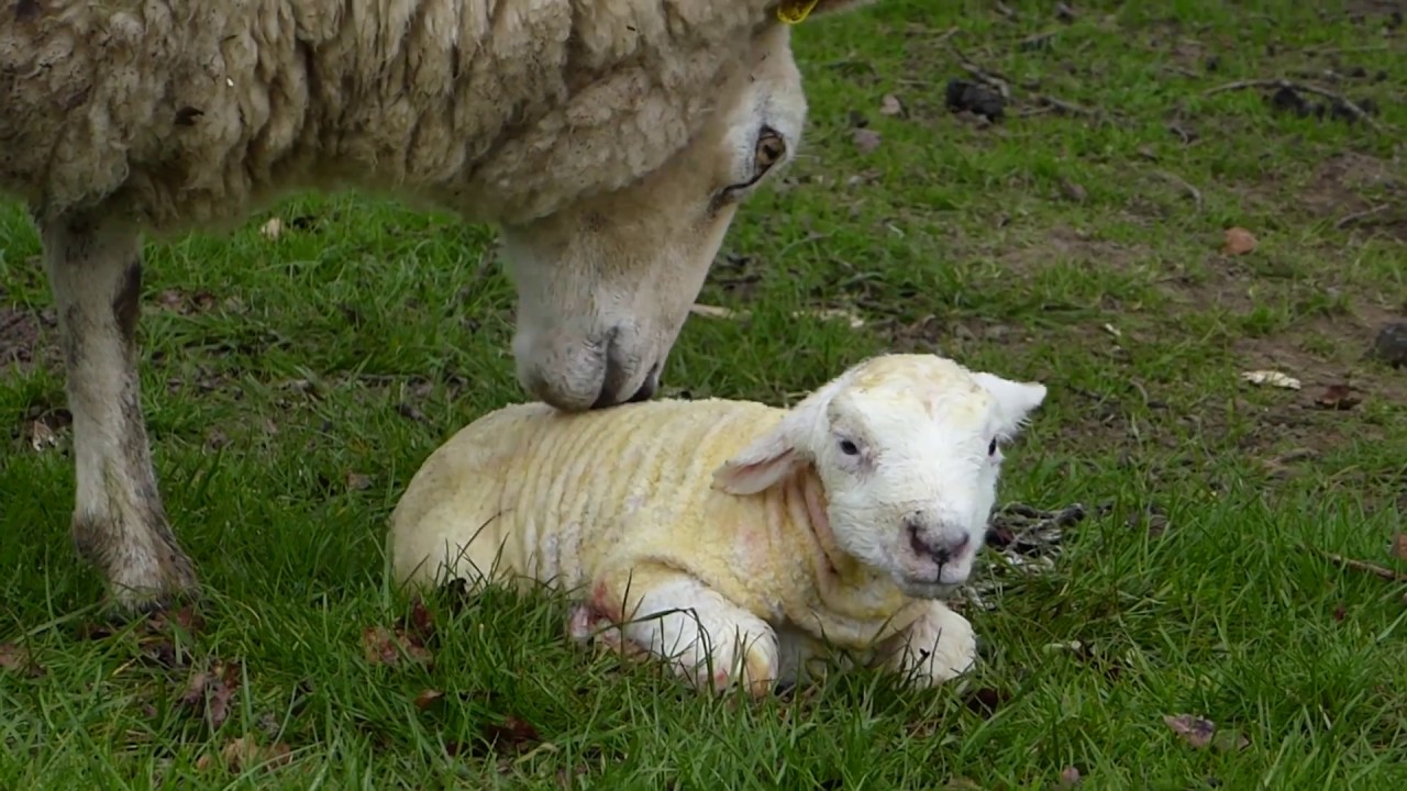 Country Trust - Romshed Farm in Springtime - YouTube