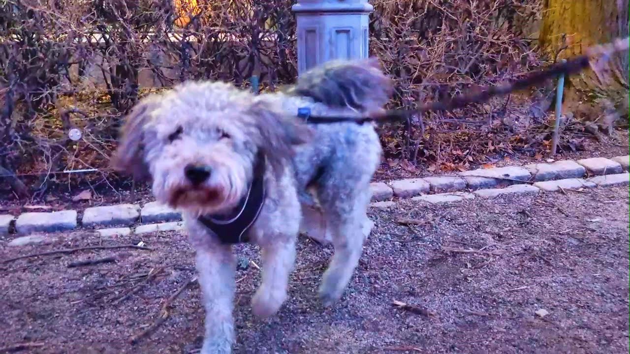 Dog Marking His Territory (4K) 🐕 - YouTube