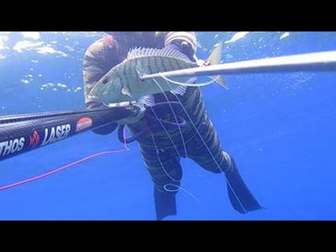 pesca sub - una grossa mormora all'aspetto e sarago 1 kg AGOSTO 2016 ...