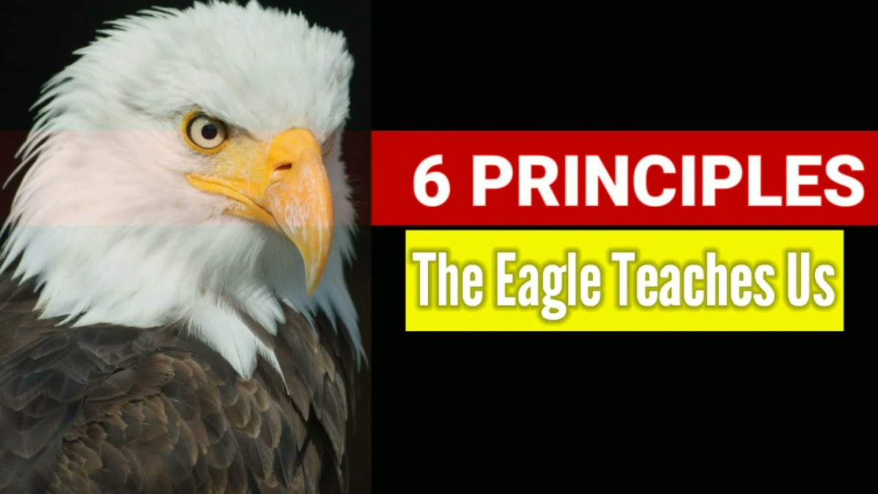 6 Truths The Eagle Teaches Us | Principles We Learn From The Eagle ...
