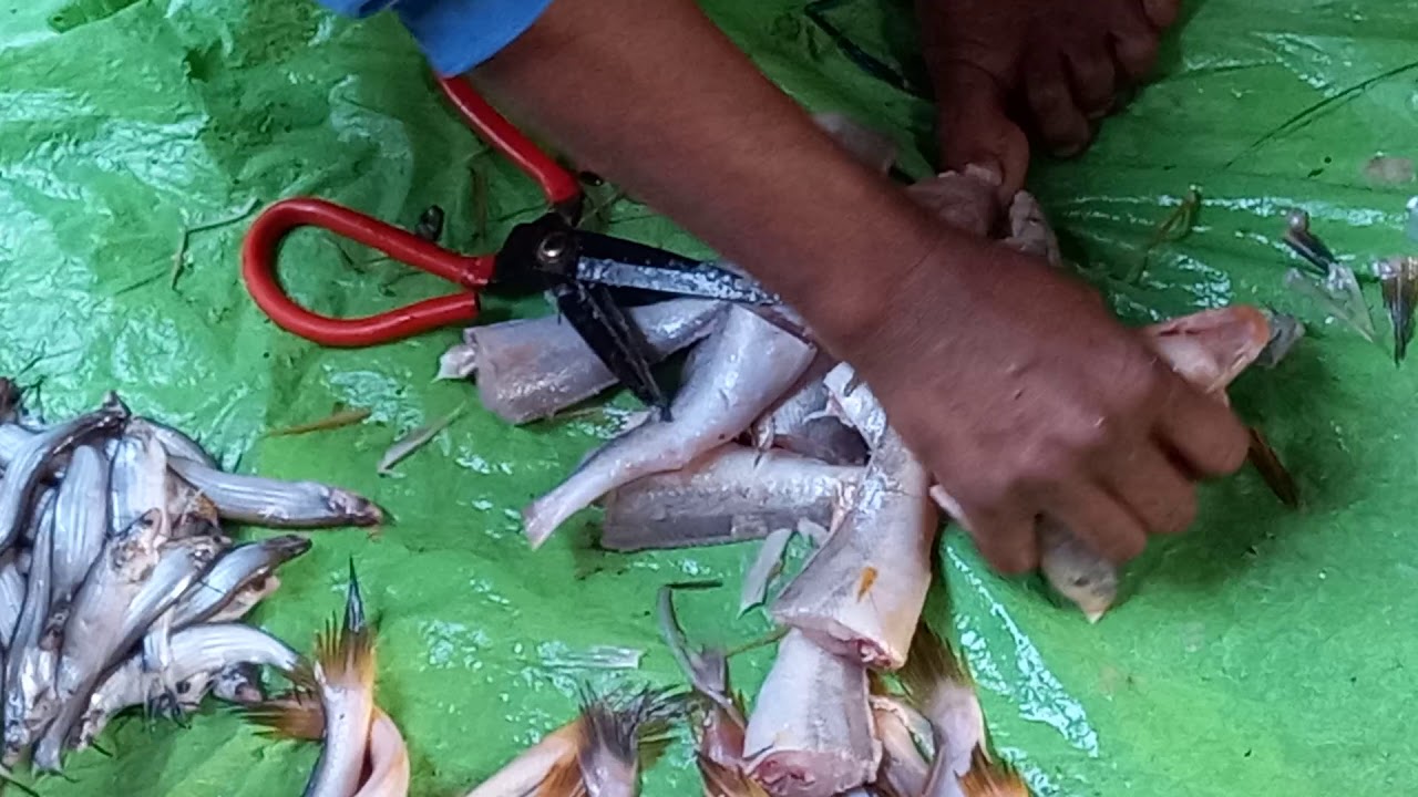 CALCUTTA FISH MARKET - YouTube