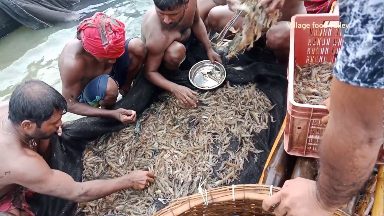 Prawn Fishing At River | Catching prawn fish with Traditional Technique ...